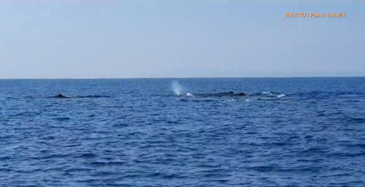 VIDEO Ulješure opet stigle u Jadran. Biolog za Direkt: "Stižu od 1555. godine, velike su ...