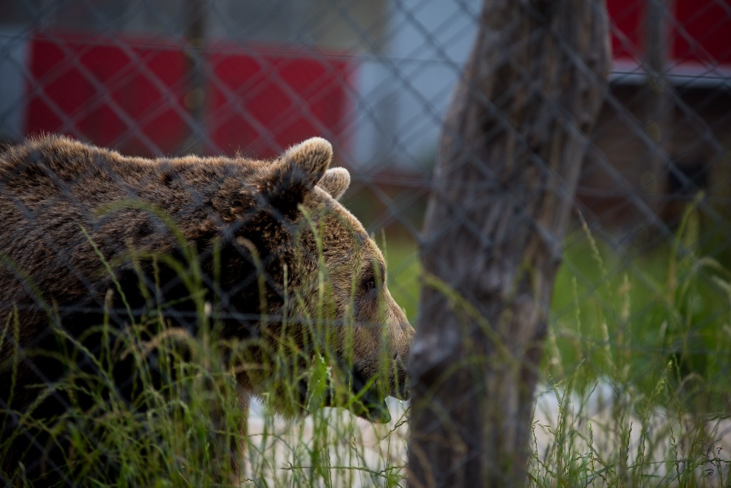 Pronađen medvjed koji je jutros bio na A1: "Zavukao se u šipražje i ...
