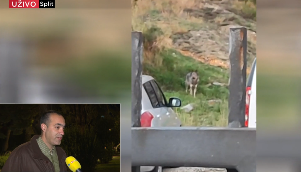 VIDEO Je li to vuk, pas ili ipak vukopas? Stručnjak za RTL razotkrio ...