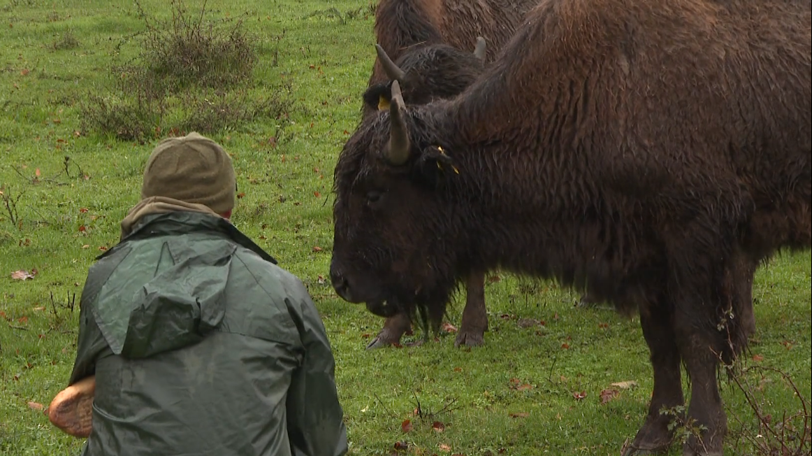 VIDEO Otkud američki bizoni na Velebitu? Upoznajte Đuru, Bepu i Jozefinu! | Lika Club