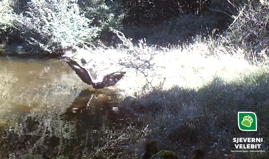 VIDEO Na Velebitu snimljen suri orao, jedna od najvećih ptica ...